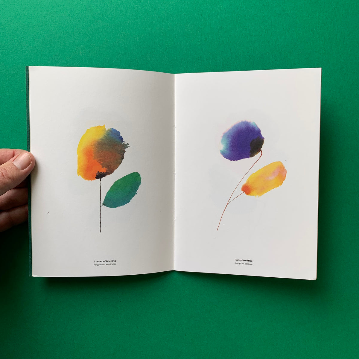 Wild Flowers (Alan Fletcher) – The Print Arkive